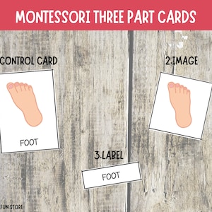 Body Parts Flashcards: Montessori Nomenclature Cards (digital Download ...