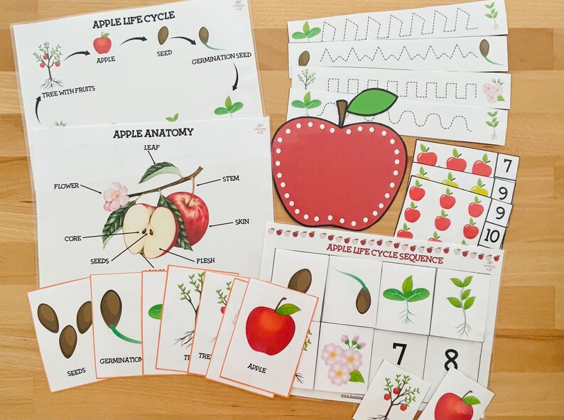 Apple Unit Study: Life Cycle, Anatomy, Counting (PDF Printable) - Etsy