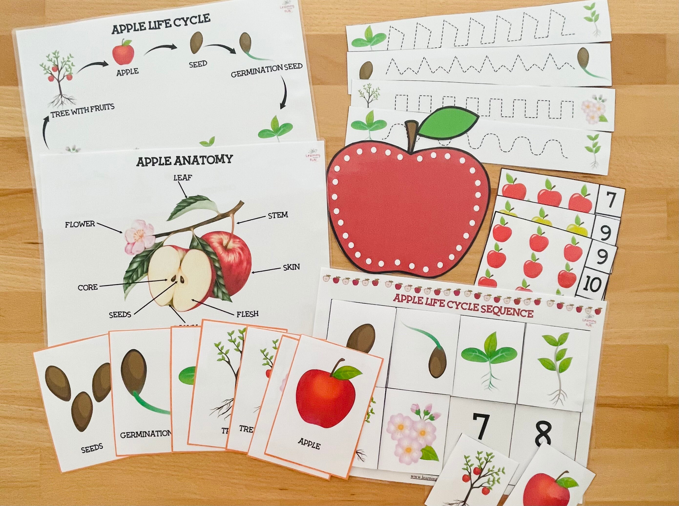 Apple Unit Study: Life Cycle, Anatomy, Counting (PDF Printable) - Etsy