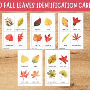 Fall Leaves Identification Cards, Autumn Leaf Three Part Cards ...