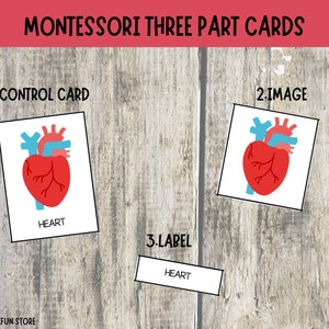 Human Organs Flashcards: Montessori 3-part Cards (digital Download) - Etsy