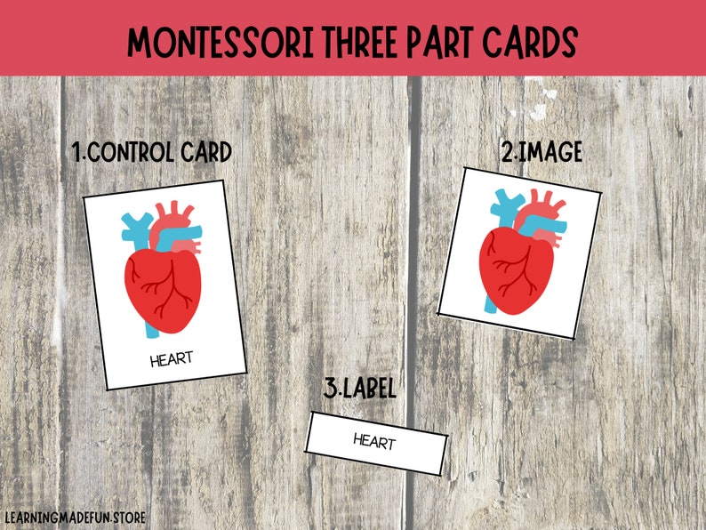 Human Organs Flashcards: Montessori 3-part Cards (digital Download) - Etsy