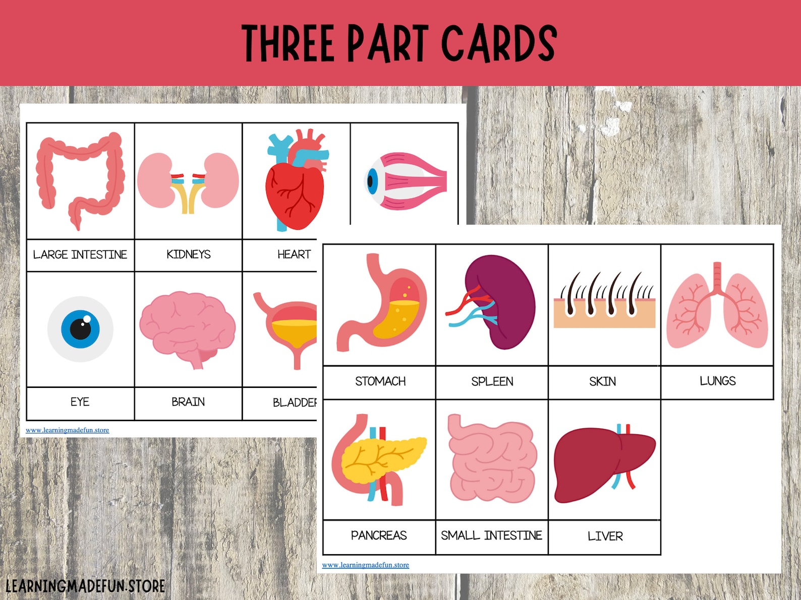 Human Organs Flashcards: Montessori 3-part Cards (digital Download) - Etsy