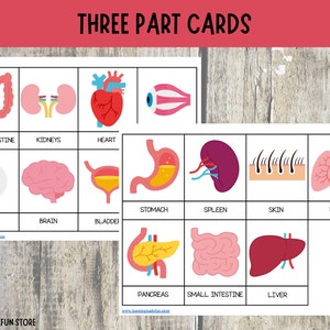 Human Organs Flashcards: Montessori 3-part Cards (digital Download) - Etsy