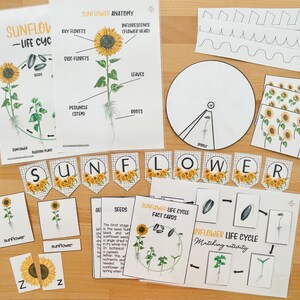 Sunflower Unit Study, Learning Bundle, Sunflower Life Cycle Activity ...