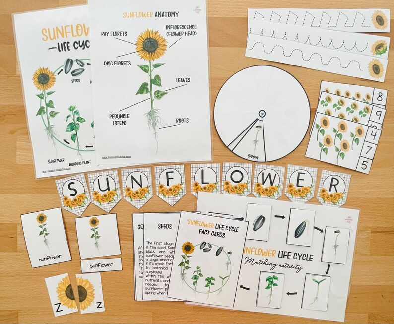 Sunflower Unit Study Learning Bundle Sunflower Life Cycle - Etsy