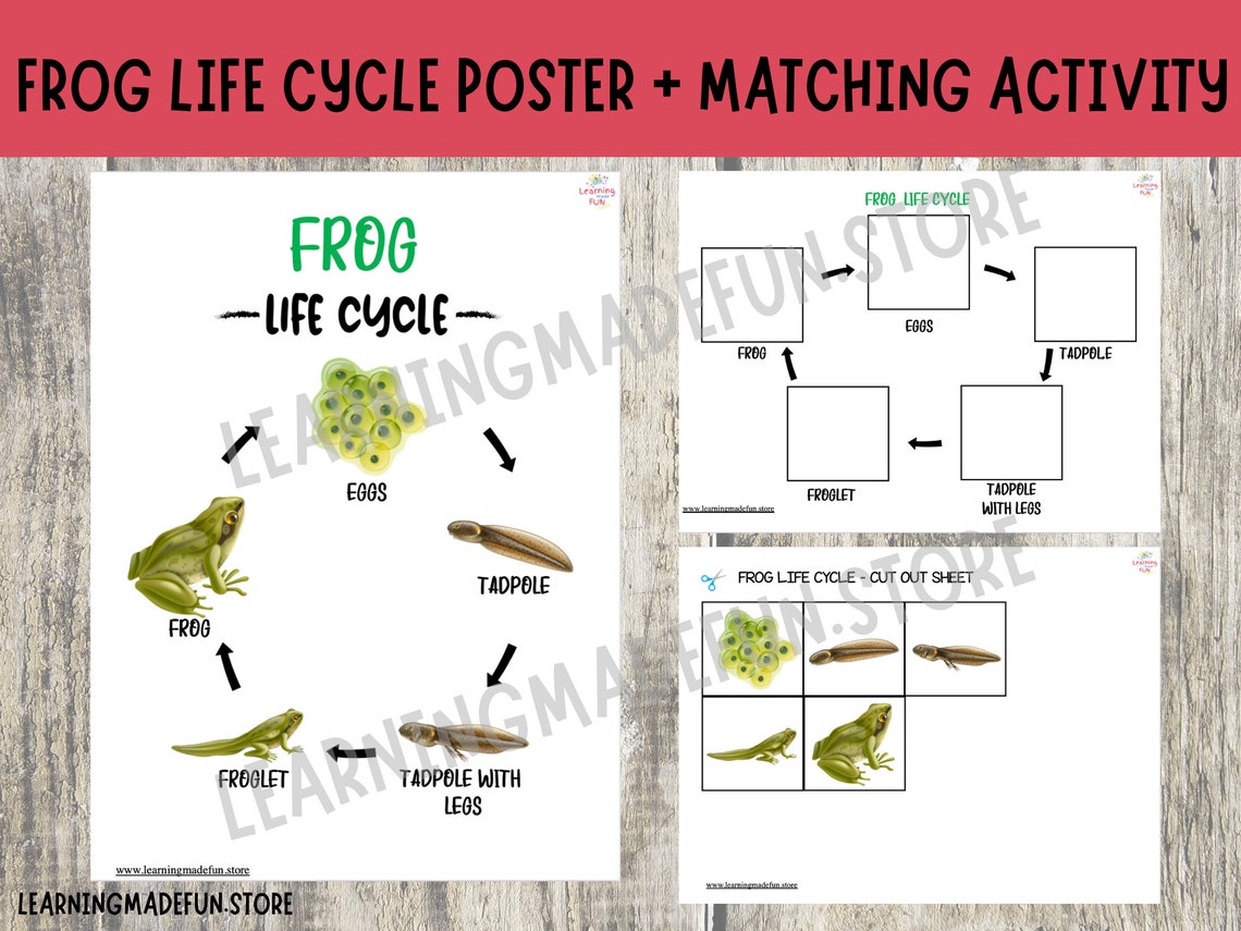 Frog Life Cycle Bundle Frog Kids Activity Learning About - Etsy