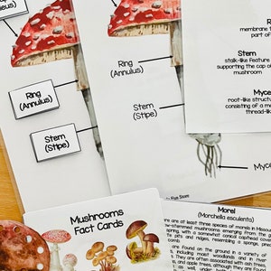 Mushrooms Unit Study: Preschool Curriculum, Montessori Activities (PDF ...