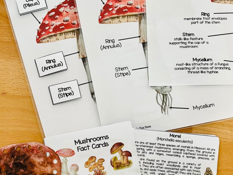 Mushrooms Unit Study: Preschool Curriculum, Montessori Activities (PDF ...