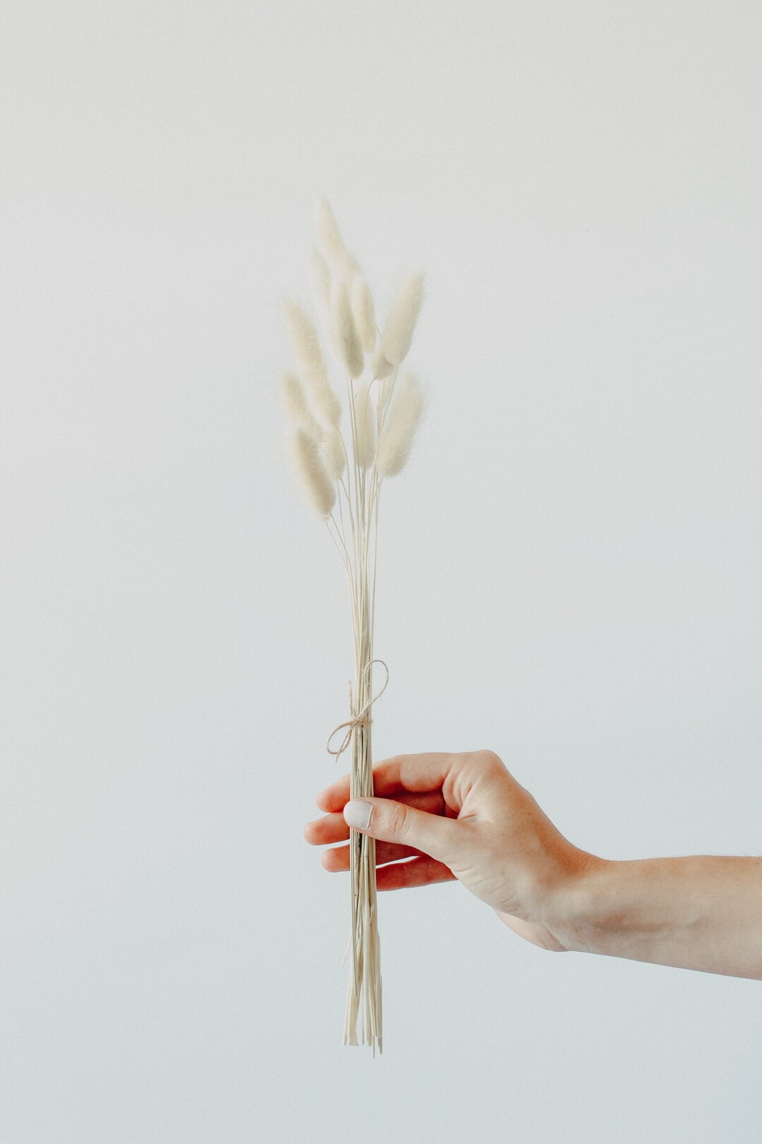 White Bleached Dried Lagurus 15 Pieces Dried Flowers 35-40 Cm - Etsy