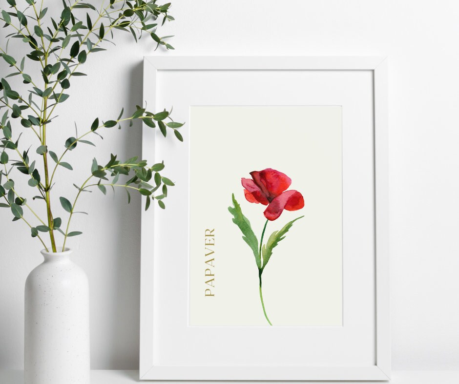 Common Poppy Botanical Print, Poppy Botanical Art Print, Poppy Wall Art ...