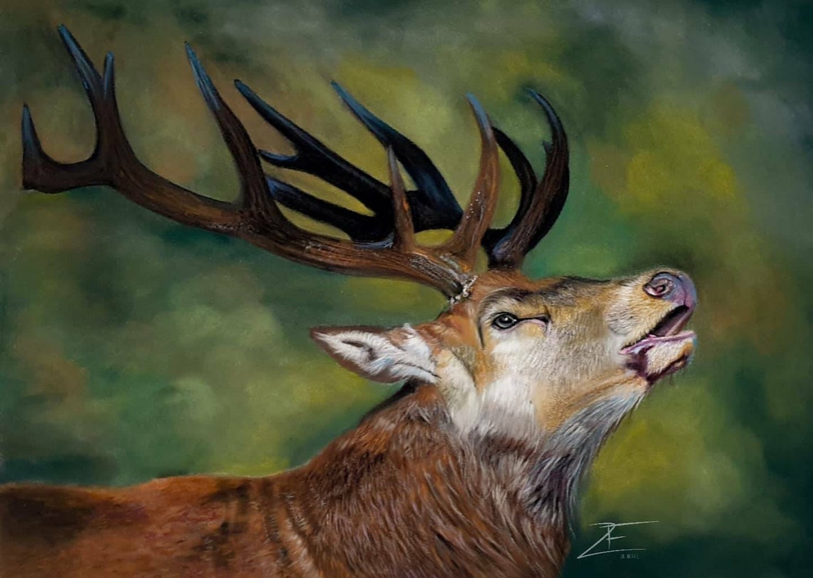 Mounted Stag Deer Art Print Fine Art Decoration Rutting - Etsy
