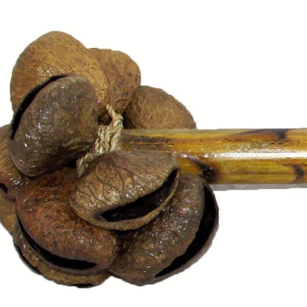 Unusual Seed Pods - Etsy