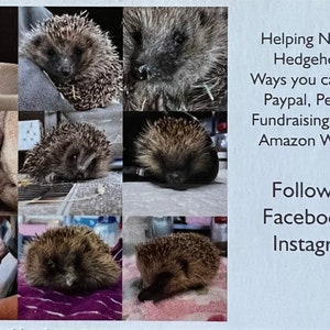 Hedgehog “welcome” Wood Sign. Original Art , Hand Painted. A Donation ...