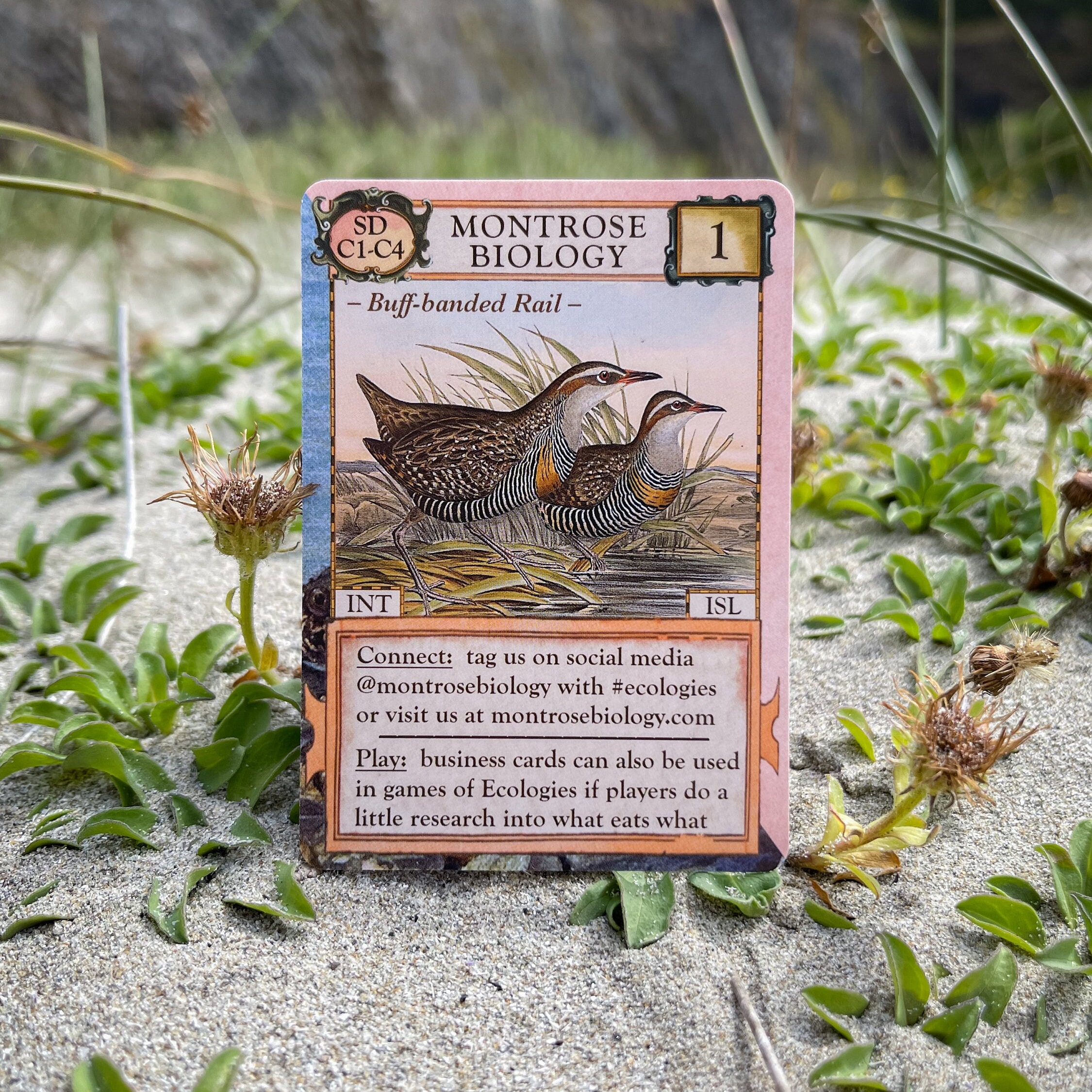 Ecologies: Contact Cards - Nature Inspired Business Cards - 54 Unique ...