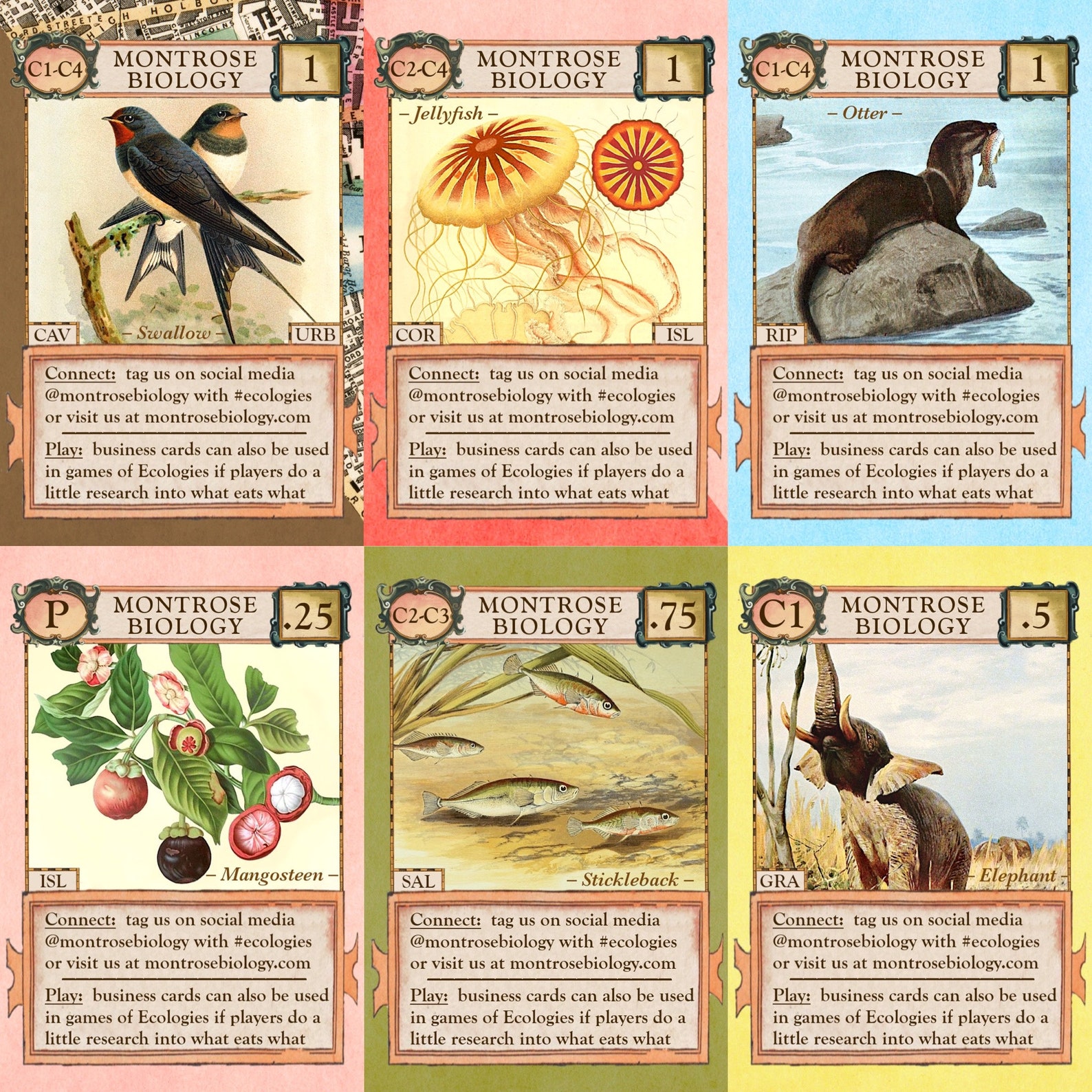 Ecologies: Contact Cards Nature Inspired Business Cards 54 Unique Cards ...