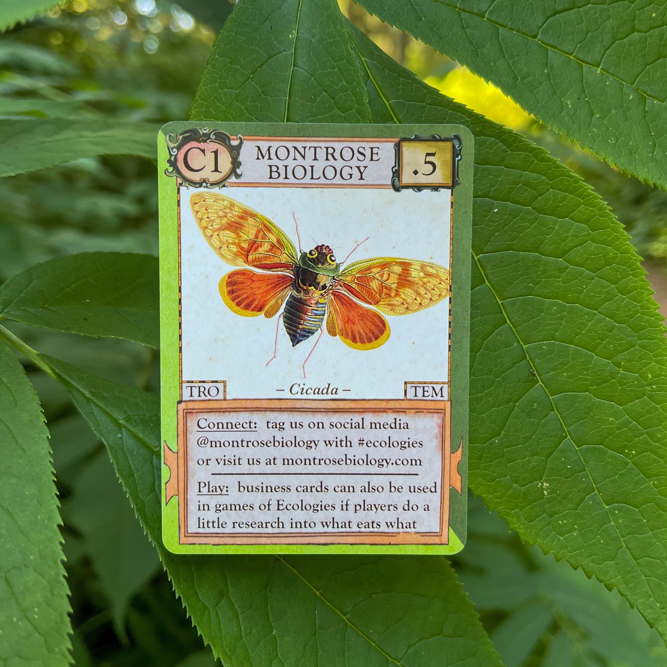 Ecologies: Contact Cards Nature Inspired Business Cards 54 - Etsy