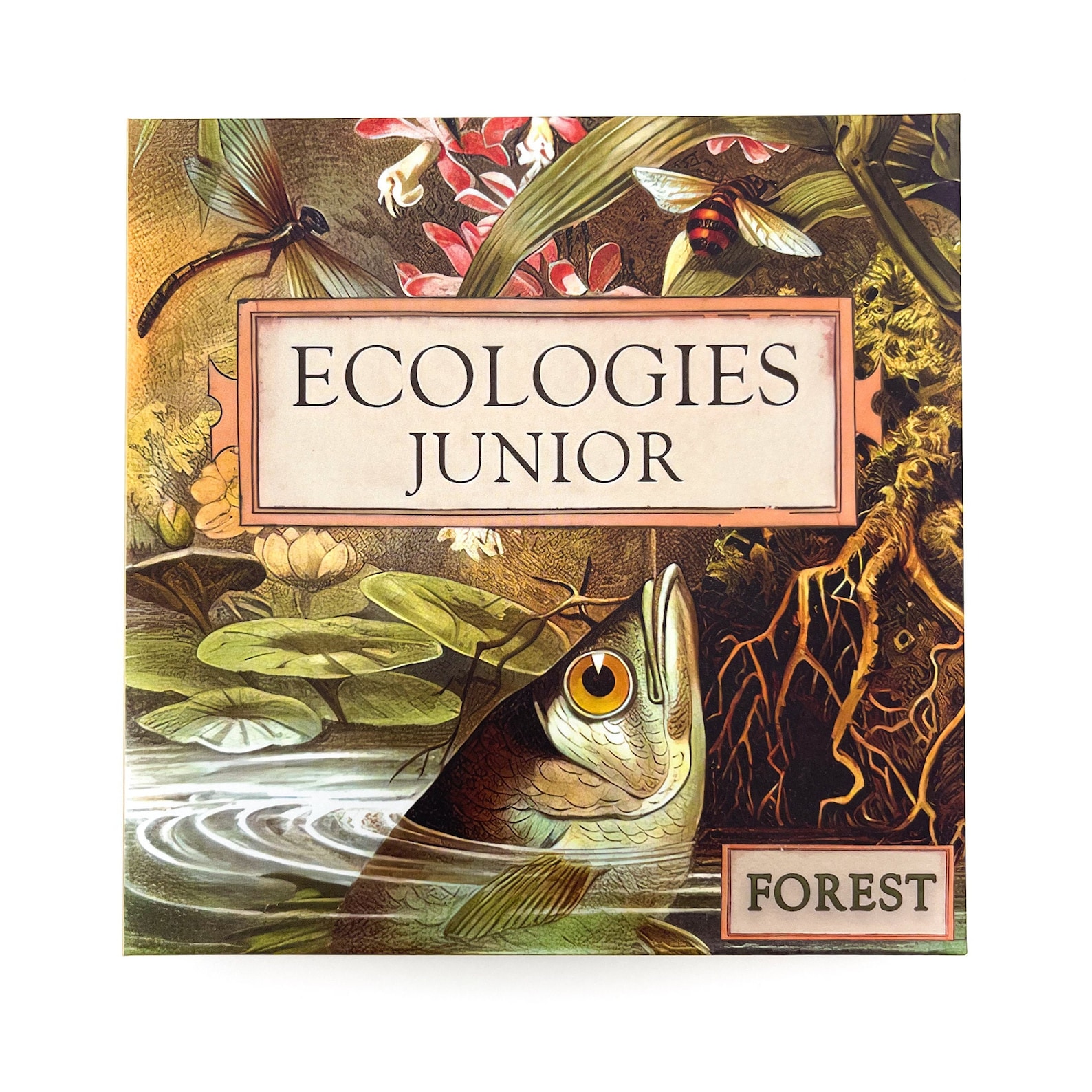 Ecologies Junior: Forest Memory Game and Food Web Builder for Ages 4 ...