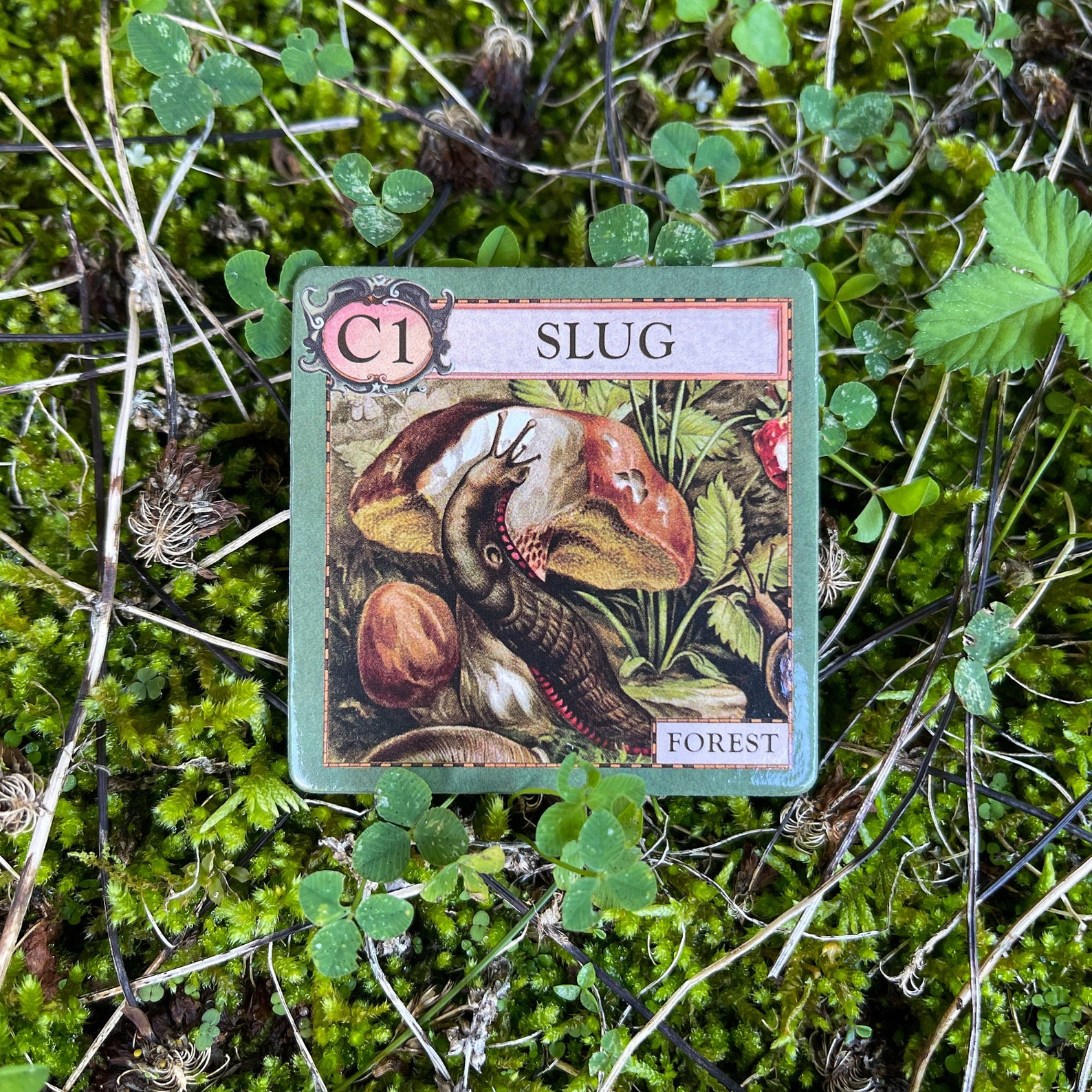 Ecologies Junior: Forest Memory Game and Food Web Builder for Ages 4 ...