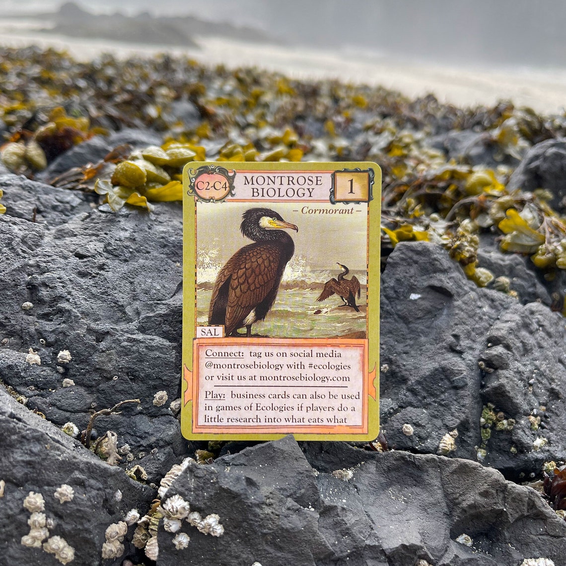 Ecologies: Contact Cards Nature Inspired Business Cards 54 - Etsy