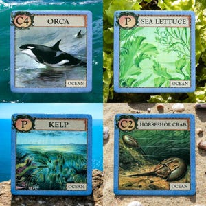 Ecologies Junior: Ocean - Memory Game and Food Web Builder for Ages 4 ...