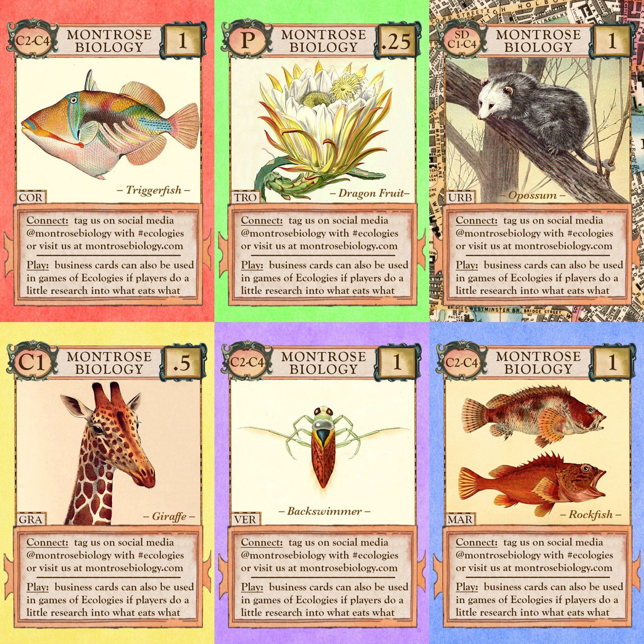 Ecologies: Contact Cards Nature Inspired Business Cards 54 - Etsy