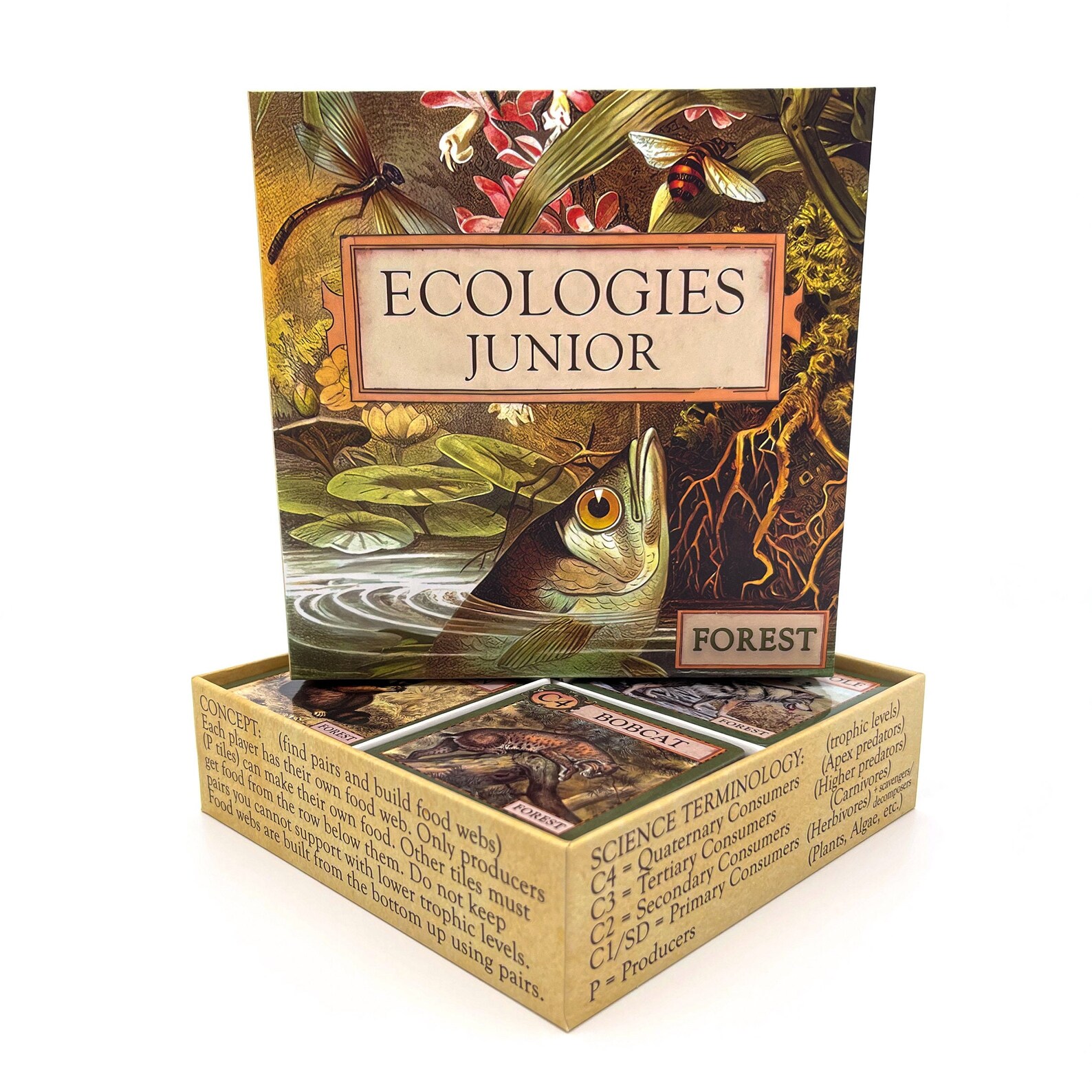 Ecologies Junior: Forest Memory Game and Food Web Builder for Ages 4 ...
