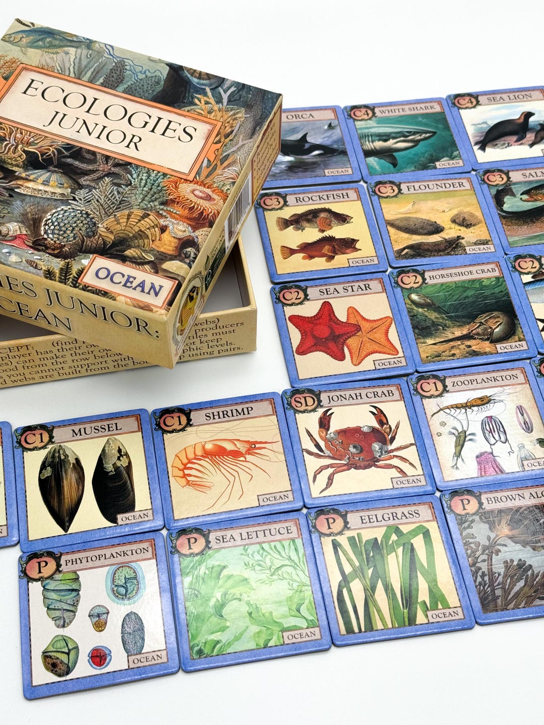 Ecologies Junior: Ocean - Memory Game and Food Web Builder for Ages 4 ...