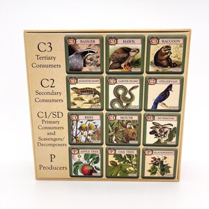 Ecologies Junior: Forest - Memory Game and Food Web Builder for Ages 4 ...