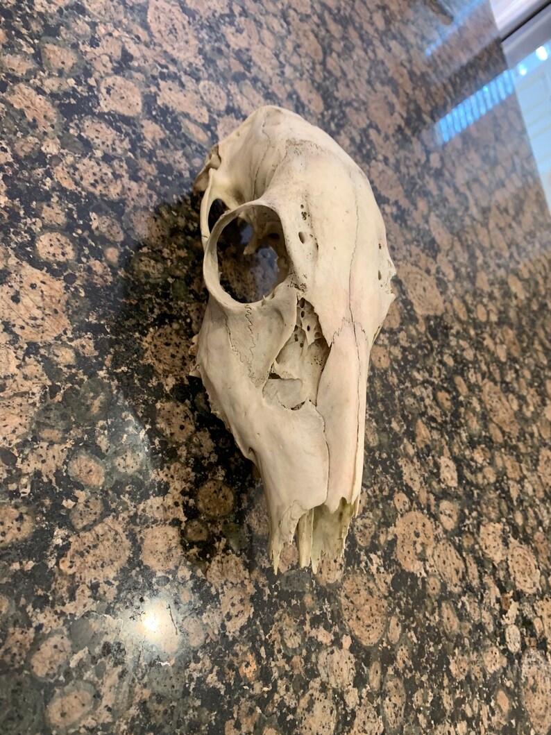 Doe Skull - Etsy