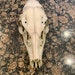 Doe Skull - Etsy