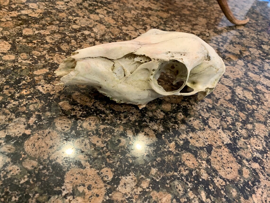 Doe Skull - Etsy