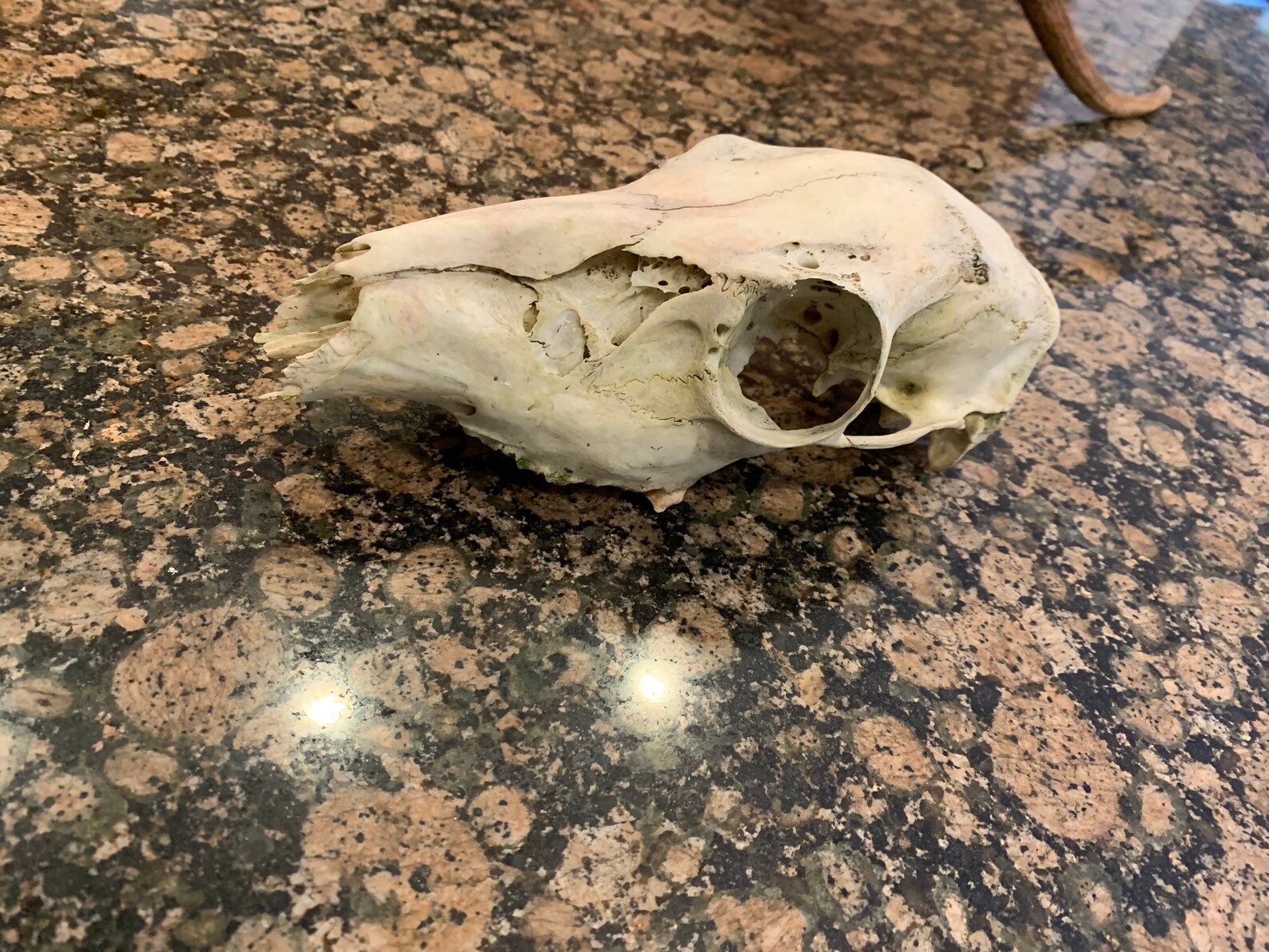 Doe Skull - Etsy