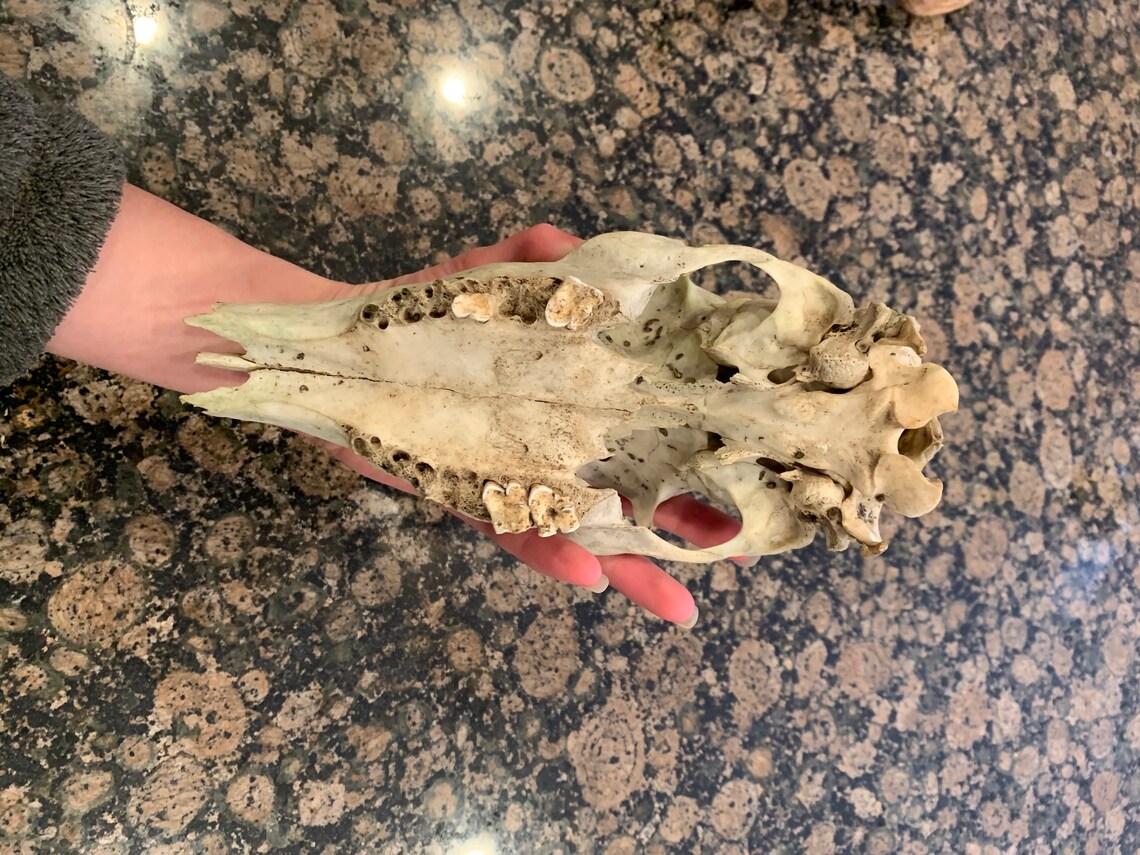Doe Skull - Etsy