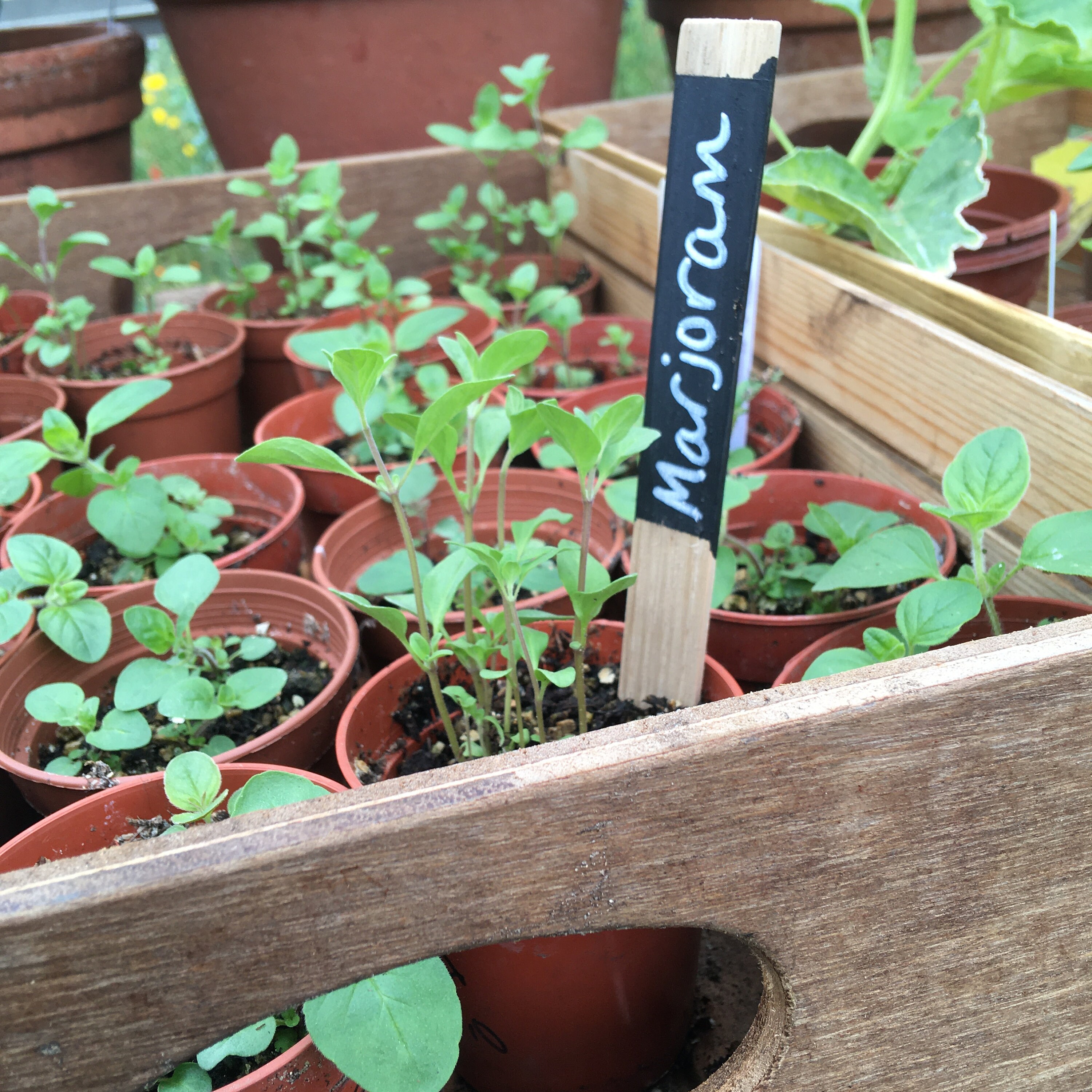 Wooden chalkboard plant labels & marker pen — Baycraft Studio
