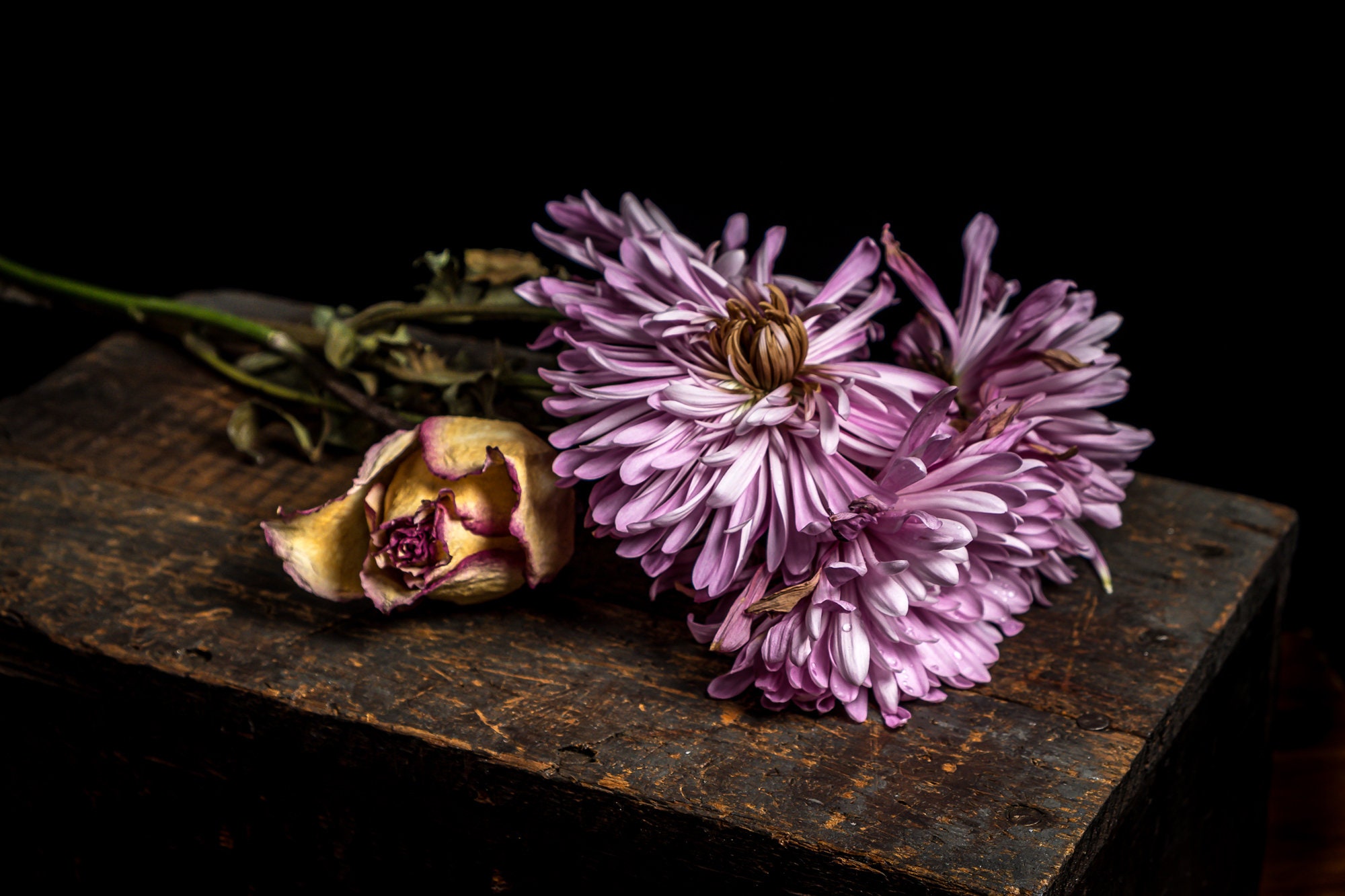 Wilted Flower Rocks