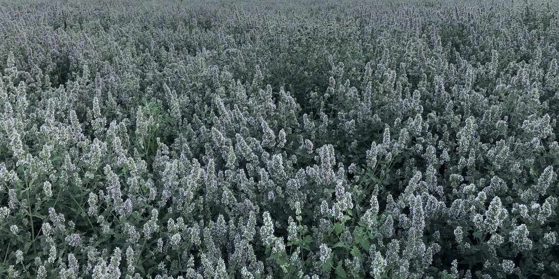 Catnip Buds 4 Oz Bundle / Pure Cat Fun / Made and Organically | Etsy