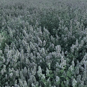 Catnip Buds 4 Oz Bundle / Pure Cat Fun / Made and Organically Grown in ...