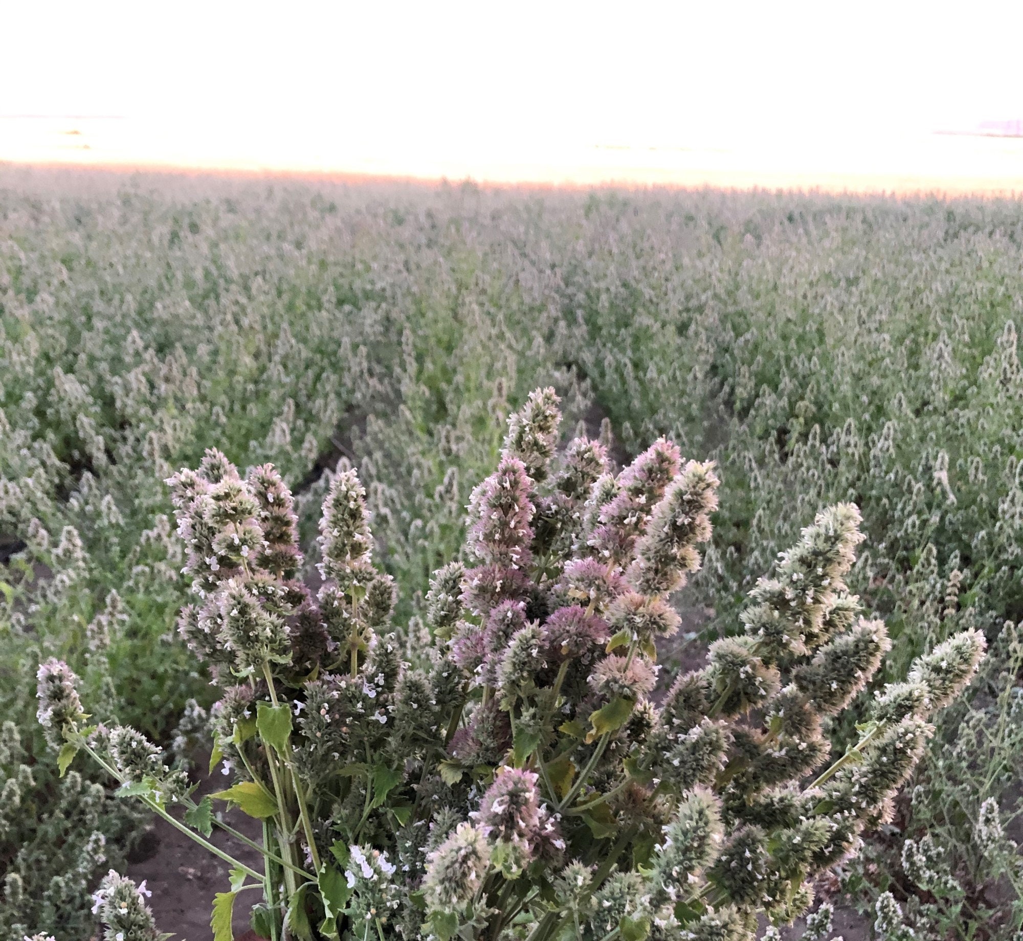 Catnip Buds 4 Oz Bundle / Pure Cat Fun / Made and Organically Grown in ...