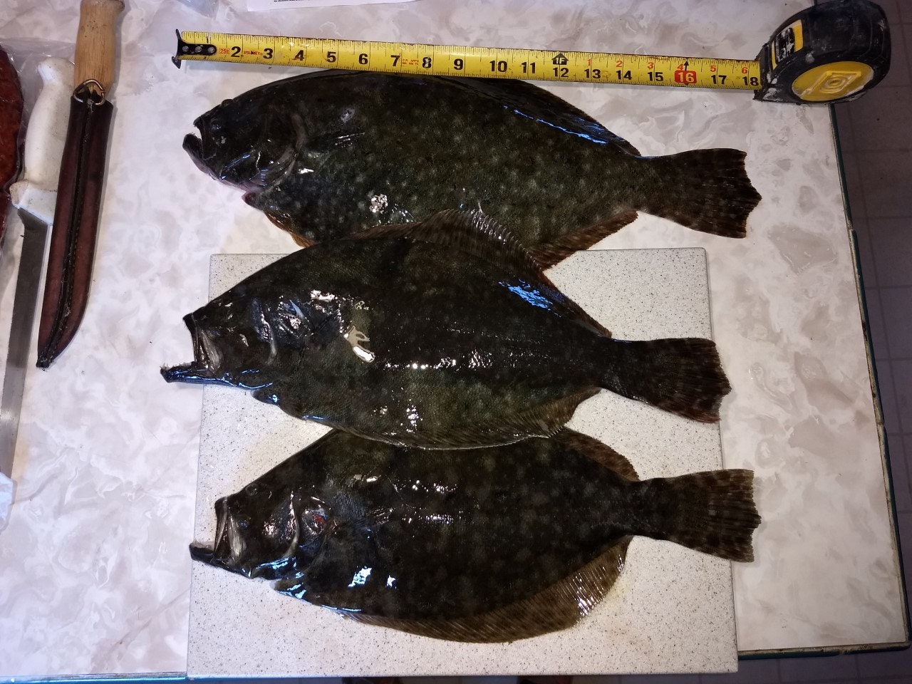 Flounder Light KIT With NEW Style Backpack and Battery Incl. - Etsy