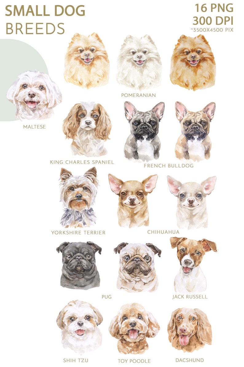 Small Middle Dog Breeds Watercolor Clipart Set. Dog Lovers - Etsy