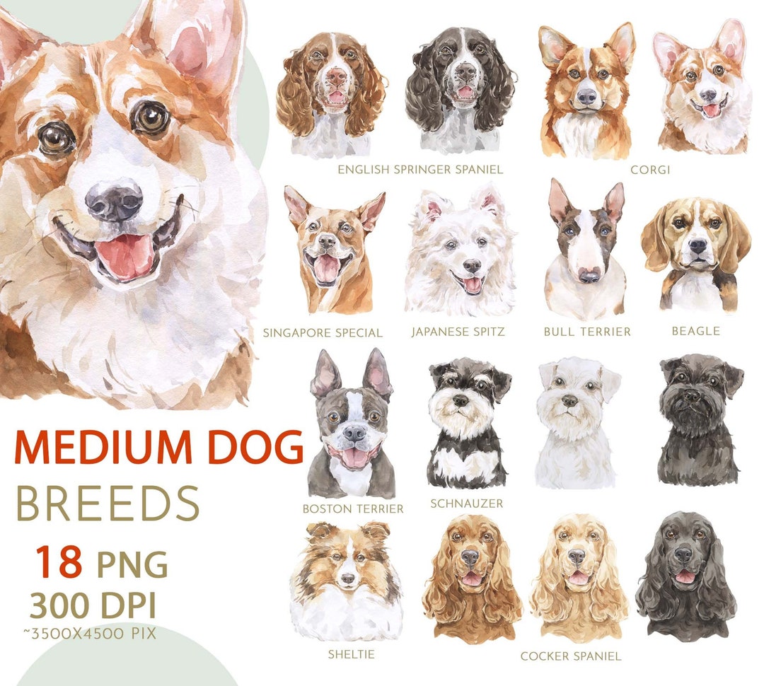 Middle Dog Breeds Watercolor Clipart Set. Medium Dog Lovers Gift ...