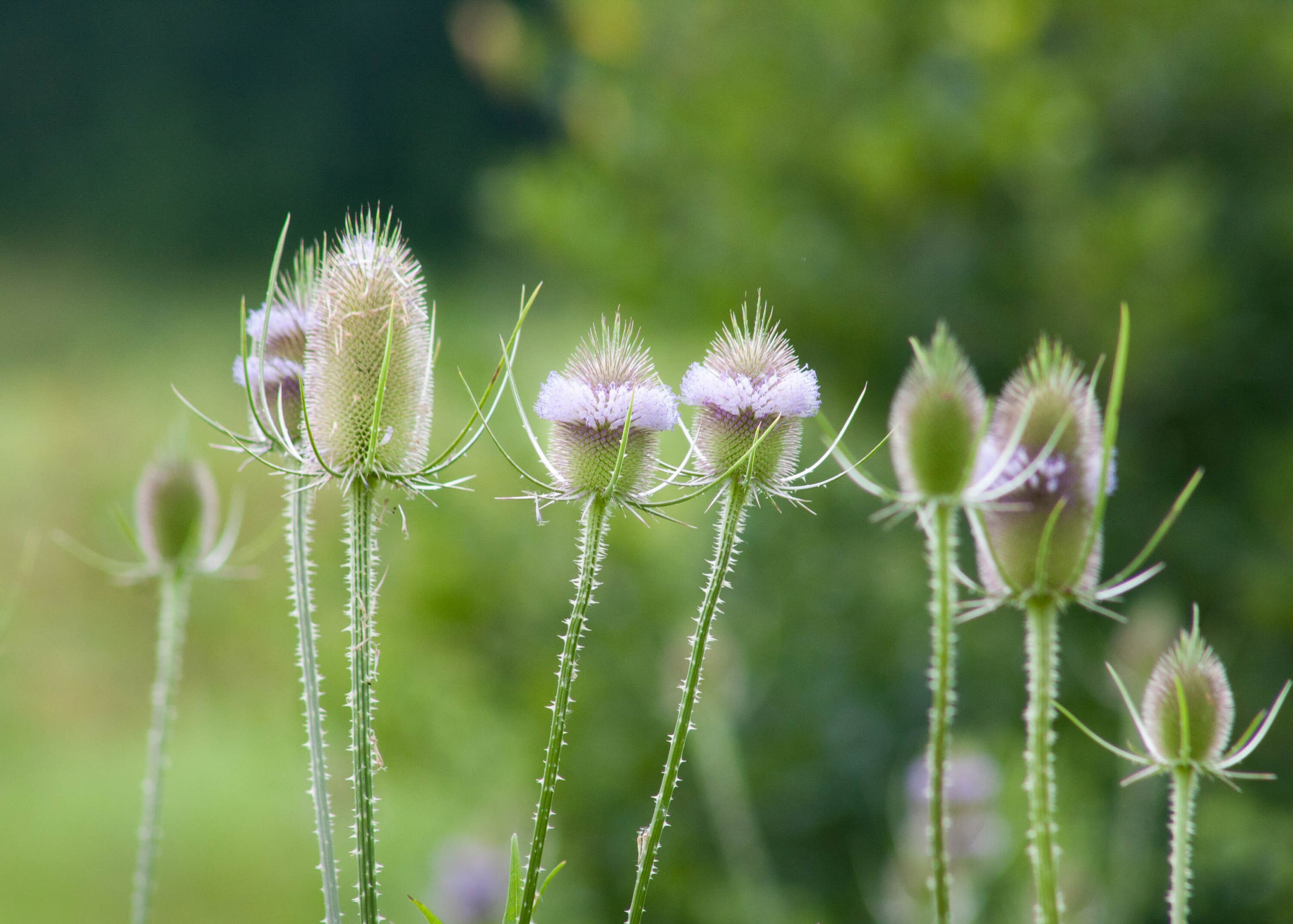 Teasel Flower Photo Print - Etsy