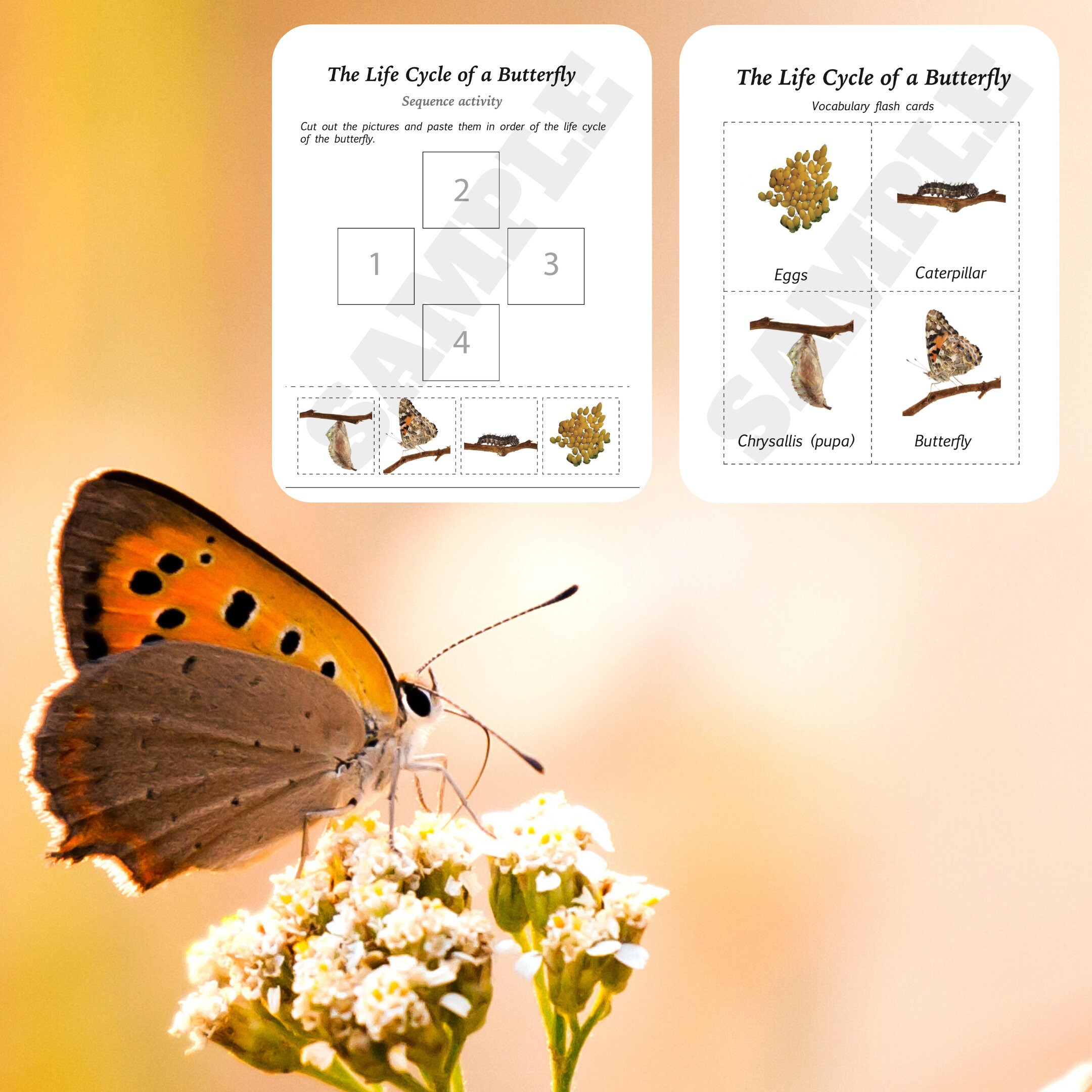 BUTTERFLY LIFE CYCLE • Montessori Cards • Matching Activity ...