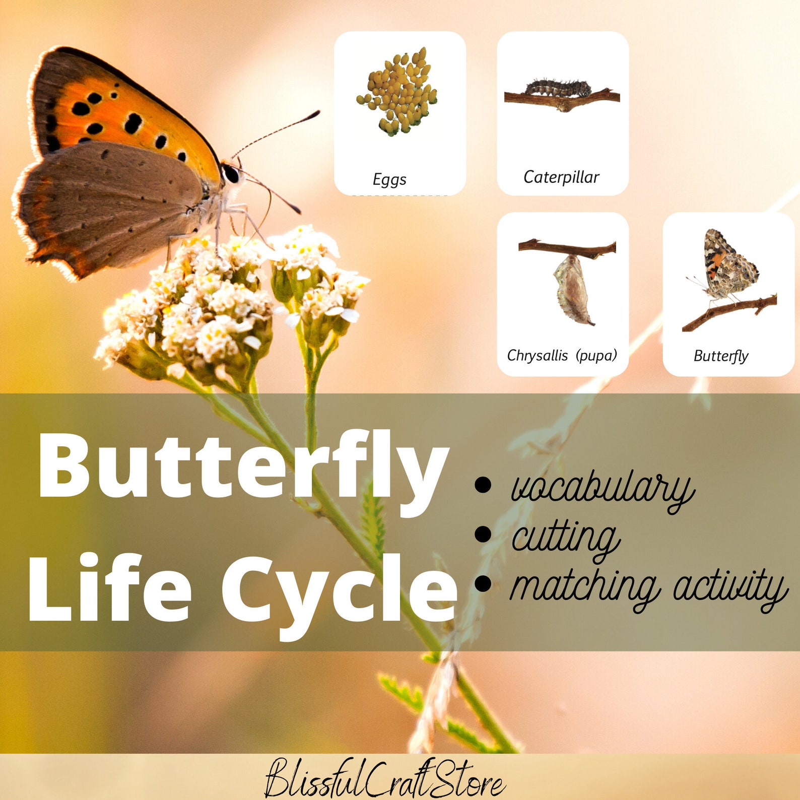 BUTTERFLY LIFE CYCLE • Montessori Cards • Matching Activity ...