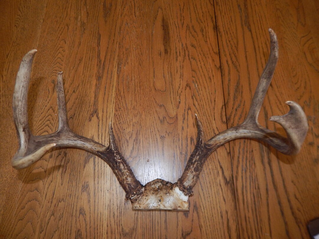 Deer Antlers White Tail Deer 4x4 North Dakota Buck 18" Wide #6 - Etsy