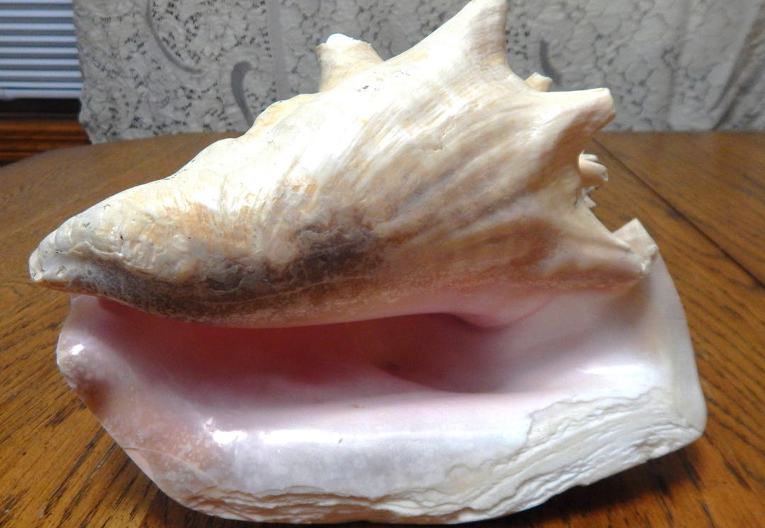 Queen Bahama Large Pink Conch Shell Lobatus Gigas - Etsy