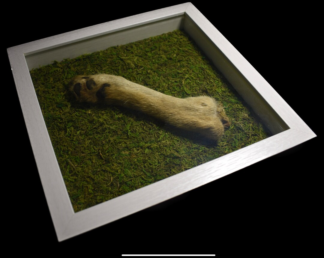 Coyote Paw Taxidermy Oddities Shadow Box - Etsy