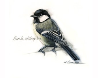 Chickadee Pencil Drawing, Printable Chickadee Drawing, American Bird ...