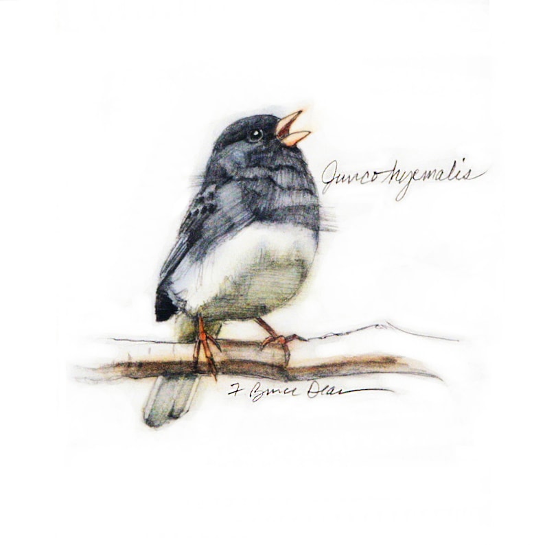 Junco - Etsy
